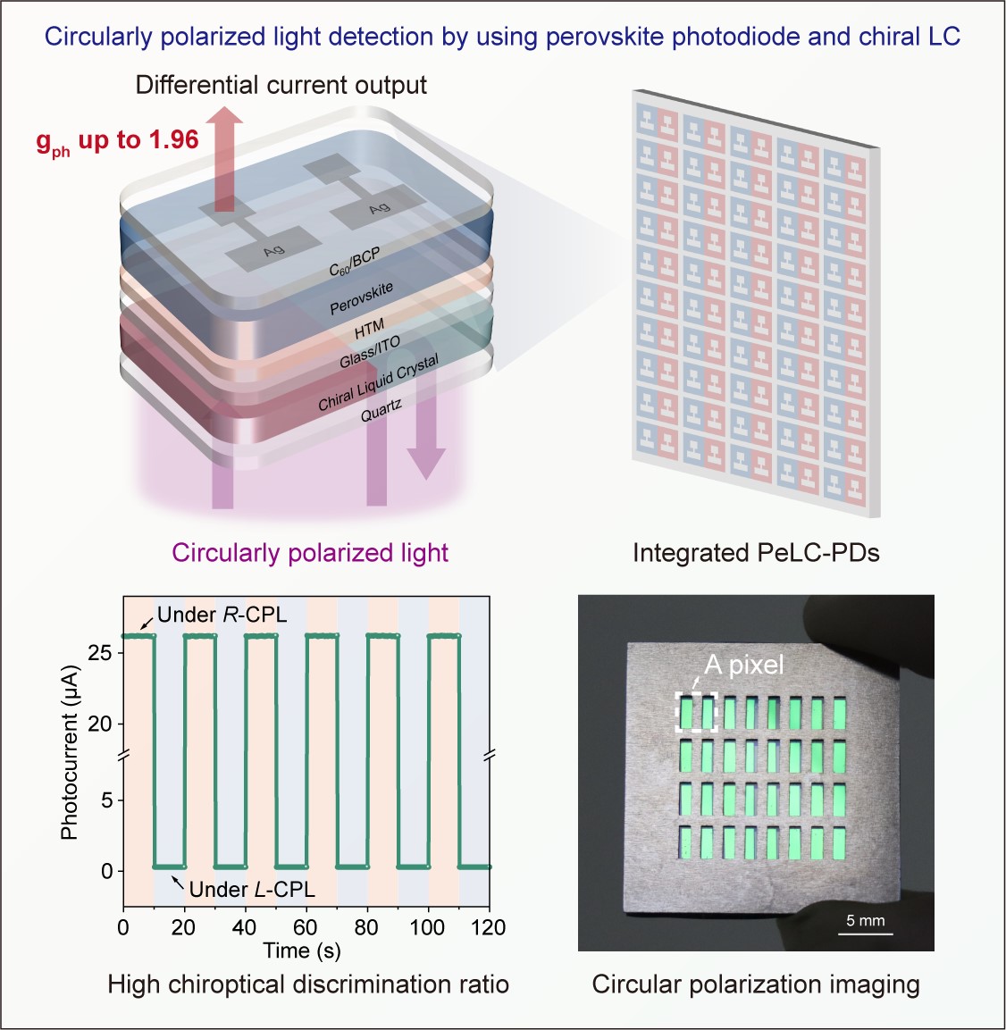 【创新前沿】Newton 报道我校在圆偏振光探测方面的重要研究进展