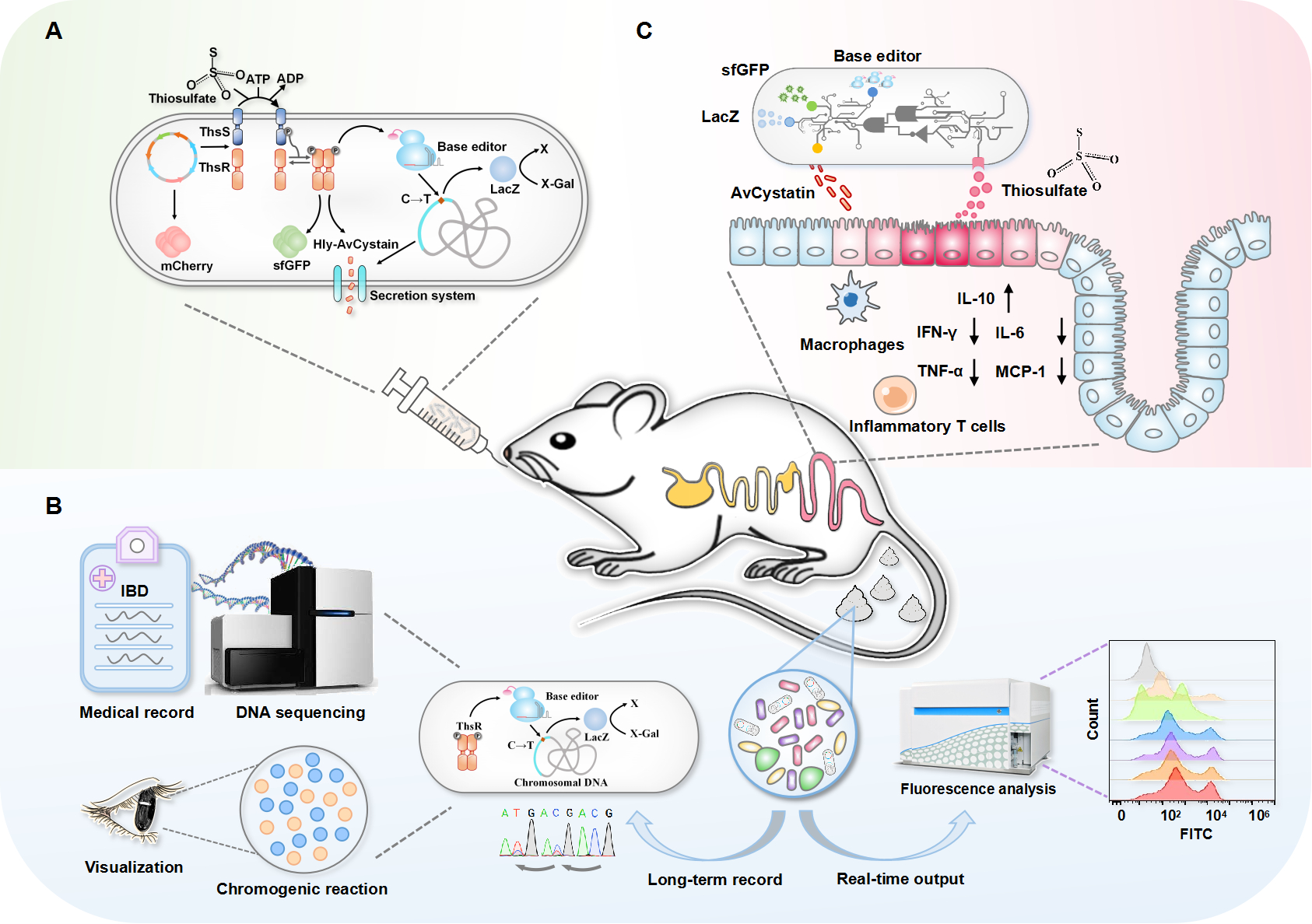 【创新前沿】CELL HOST & MICROBE报道我校叶邦策团队智能工程菌与在体诊疗新技术研究成果