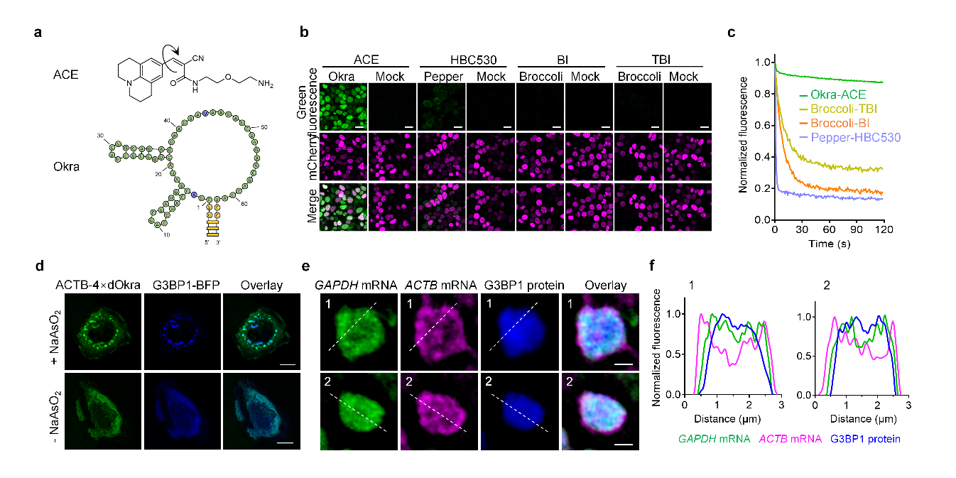 【创新前沿】Nature Chemical Biology报道我校活细胞RNA成像技术突破性进展
